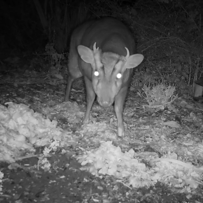 Bushnell CORE S-4K Trailcam, weatherproof with hi-res stills & 4k video ...