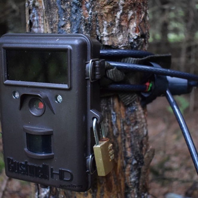 Wildlife Camera | Best Trail Cameras | Trail Cams UK