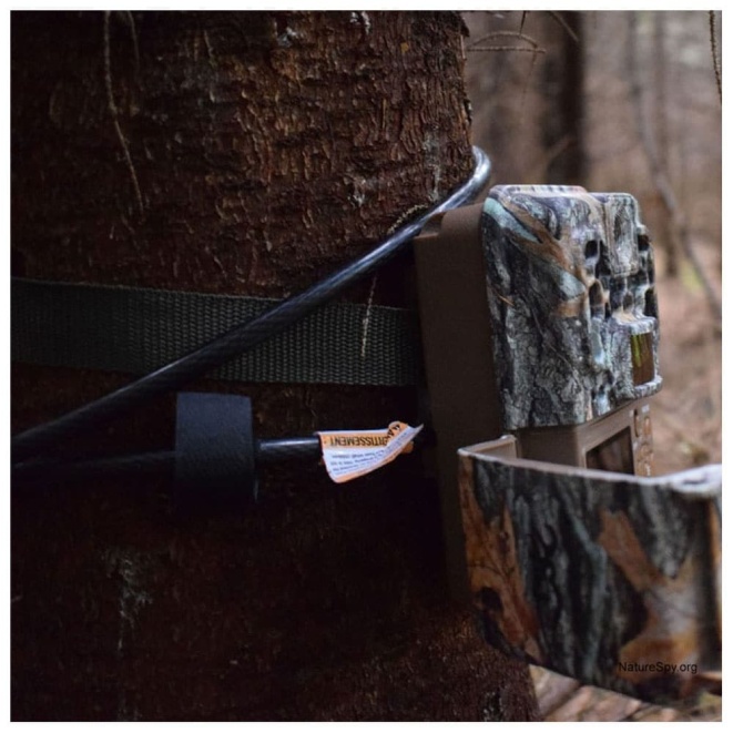 Wildlife Camera | Best Trail Cameras | Trail Cams UK